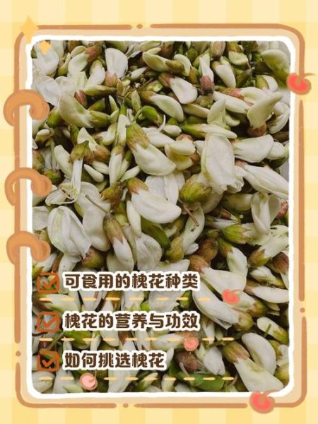 孕妇中期能吃槐花吗_槐花对胎儿影响-第3张图片-山城妙识