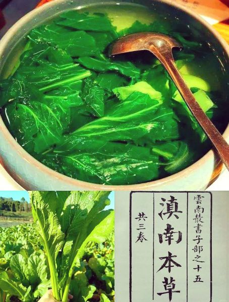 云南小苦菜有什么功效_云南小苦菜怎么吃最好-第3张图片-山城妙识 云南小苦菜有什么功效_云南小苦菜怎么吃最好-第3张图片-山城妙识