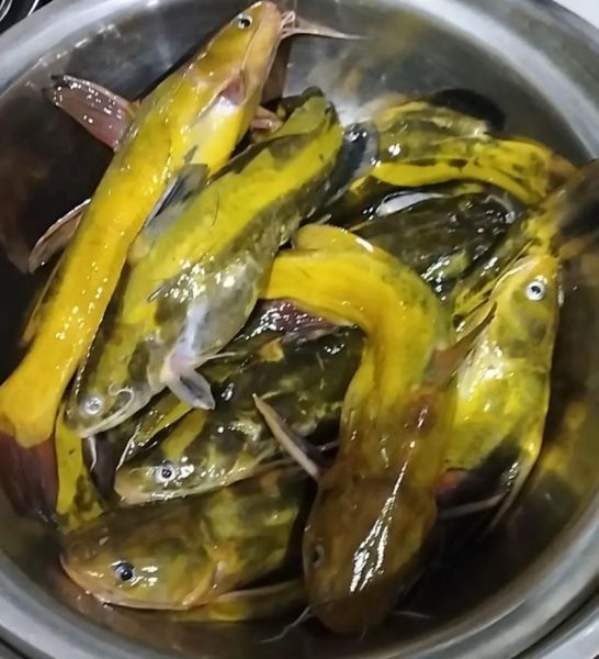 昂刺鱼怎么做好吃_昂刺鱼的做法大全-第2张图片-山城妙识