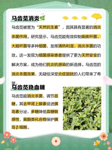 马齿菜图片功效与作用_马齿菜能治哪些病-第1张图片-山城妙识