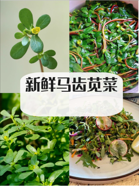 马齿菜图片功效与作用_马齿菜能治哪些病-第3张图片-山城妙识