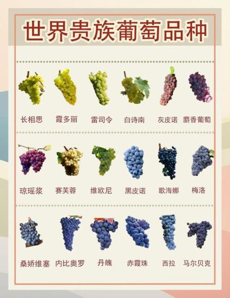 葡萄品种有哪些_如何挑选适合酿酒的葡萄-第1张图片-山城妙识