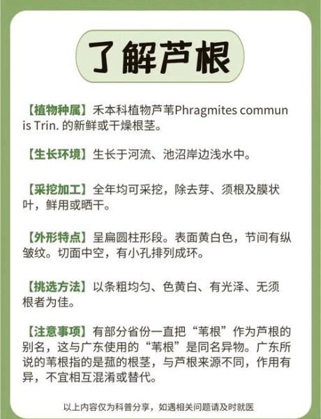 鲜芦根长什么样_鲜芦根怎么辨别真假-第1张图片-山城妙识 鲜芦根长什么样_鲜芦根怎么辨别真假-第1张图片-山城妙识