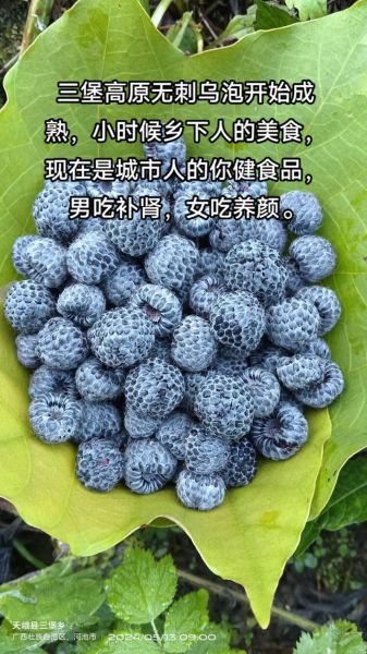 黑树莓的正确吃法_黑树莓一天吃多少颗-第1张图片-山城妙识 黑树莓的正确吃法_黑树莓一天吃多少颗-第1张图片-山城妙识