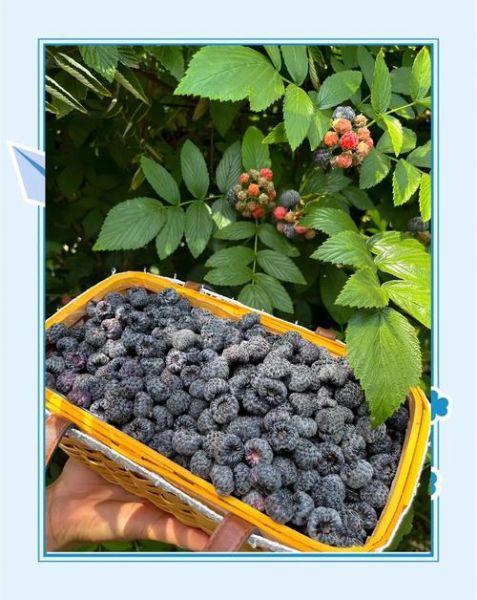 黑树莓的正确吃法_黑树莓一天吃多少颗-第2张图片-山城妙识 黑树莓的正确吃法_黑树莓一天吃多少颗-第2张图片-山城妙识