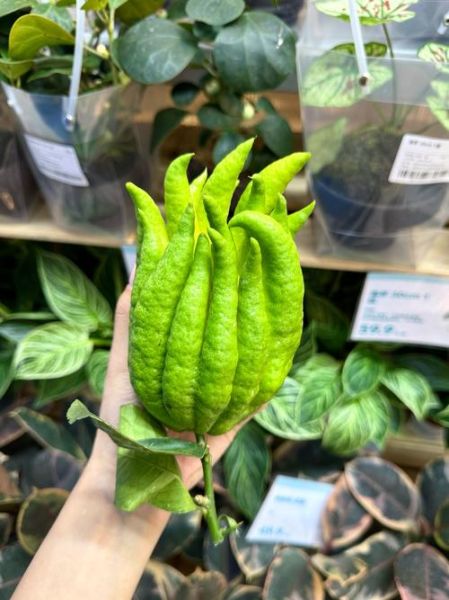 佛手柑什么味道_佛手柑味道像什么-第1张图片-山城妙识 佛手柑什么味道_佛手柑味道像什么-第1张图片-山城妙识