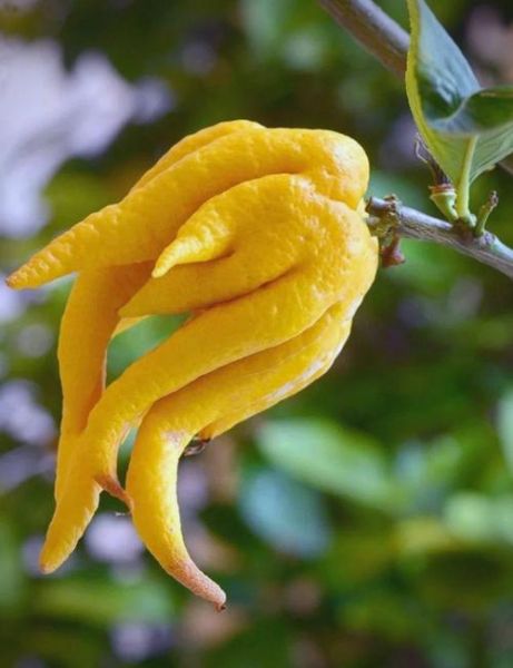 佛手柑什么味道_佛手柑味道像什么-第3张图片-山城妙识 佛手柑什么味道_佛手柑味道像什么-第3张图片-山城妙识