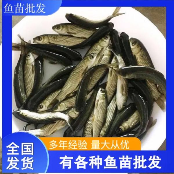 塘鲺鱼苗多少钱一斤_塘鲺鱼苗价格行情-第3张图片-山城妙识 塘鲺鱼苗多少钱一斤_塘鲺鱼苗价格行情-第3张图片-山城妙识