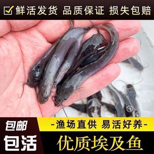 塘鲺鱼苗多少钱一斤_塘鲺鱼苗价格行情-第1张图片-山城妙识 塘鲺鱼苗多少钱一斤_塘鲺鱼苗价格行情-第1张图片-山城妙识
