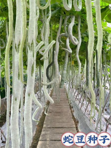 蛇瓜怎么种_蛇瓜的功效与作用-第1张图片-山城妙识 蛇瓜怎么种_蛇瓜的功效与作用-第1张图片-山城妙识