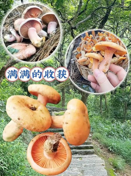 松树菌人工种植成功_怎么种-第1张图片-山城妙识