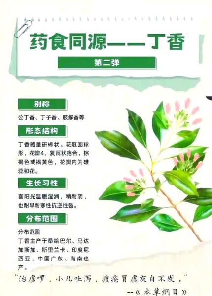 丁香茶副作用有哪些_丁香茶禁忌人群-第1张图片-山城妙识 丁香茶副作用有哪些_丁香茶禁忌人群-第1张图片-山城妙识
