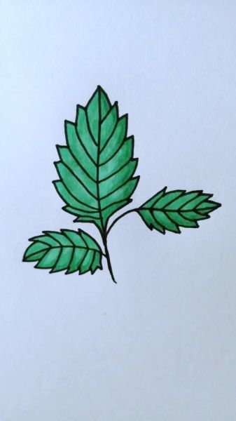 薄荷叶简笔画怎么画_薄荷叶图片简笔画教程-第1张图片-山城妙识 薄荷叶简笔画怎么画_薄荷叶图片简笔画教程-第1张图片-山城妙识
