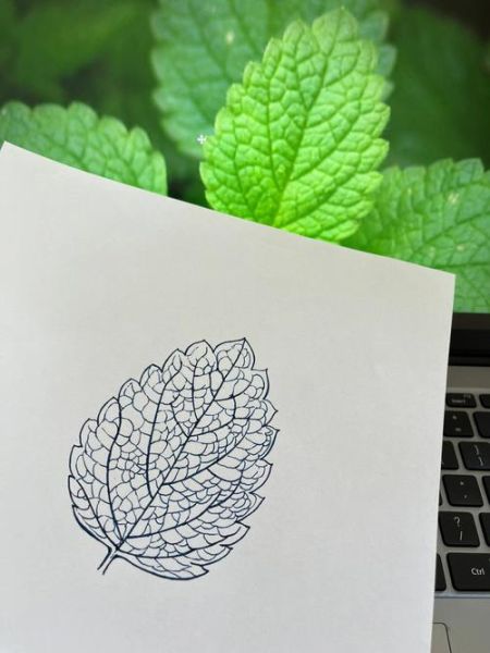 薄荷叶简笔画怎么画_薄荷叶图片简笔画教程-第2张图片-山城妙识 薄荷叶简笔画怎么画_薄荷叶图片简笔画教程-第2张图片-山城妙识