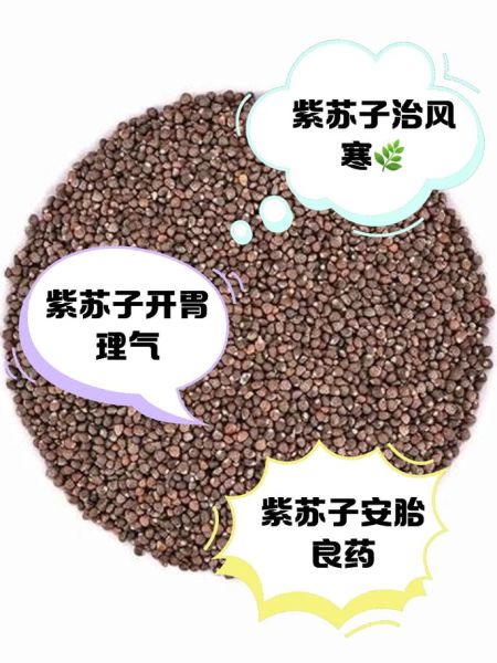 炒紫苏子的功效与作用_炒紫苏子怎么吃-第1张图片-山城妙识 炒紫苏子的功效与作用_炒紫苏子怎么吃-第1张图片-山城妙识