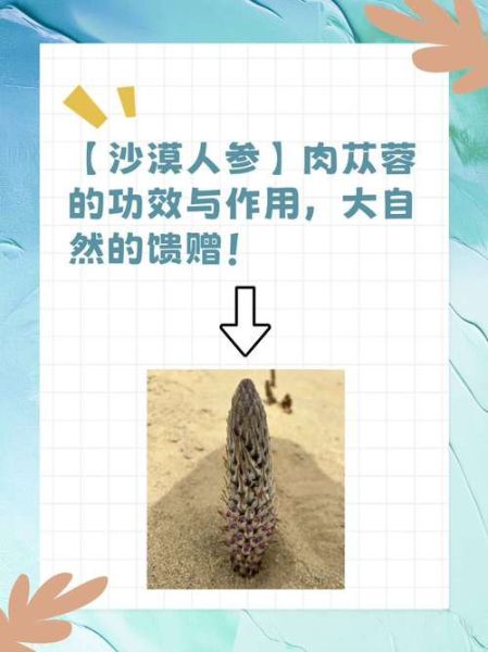 苁蓉怎么读_苁蓉的功效与作用-第1张图片-山城妙识 苁蓉怎么读_苁蓉的功效与作用-第1张图片-山城妙识