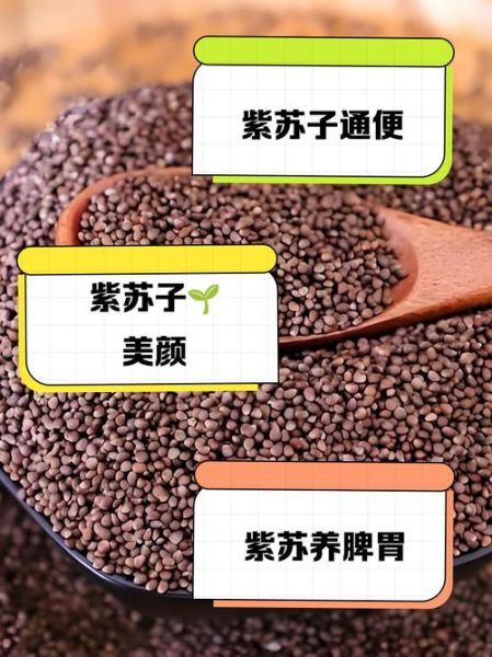 炒紫苏子的功效与作用_炒紫苏子怎么吃-第3张图片-山城妙识 炒紫苏子的功效与作用_炒紫苏子怎么吃-第3张图片-山城妙识