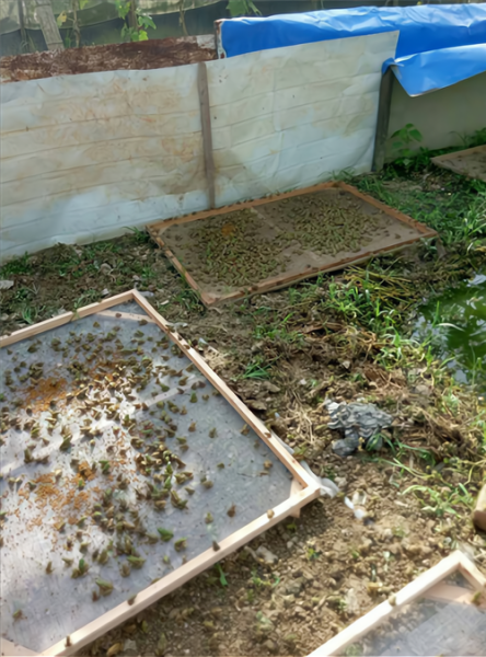 青蛙养殖亩产量多少斤_青蛙养殖亩产量一般能达到多少-第1张图片-山城妙识 青蛙养殖亩产量多少斤_青蛙养殖亩产量一般能达到多少-第1张图片-山城妙识