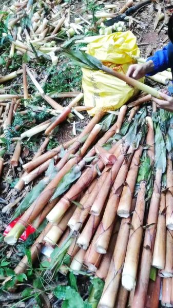 新鲜竹笋怎么做好吃_需要焯水吗-第1张图片-山城妙识 新鲜竹笋怎么做好吃_需要焯水吗-第1张图片-山城妙识