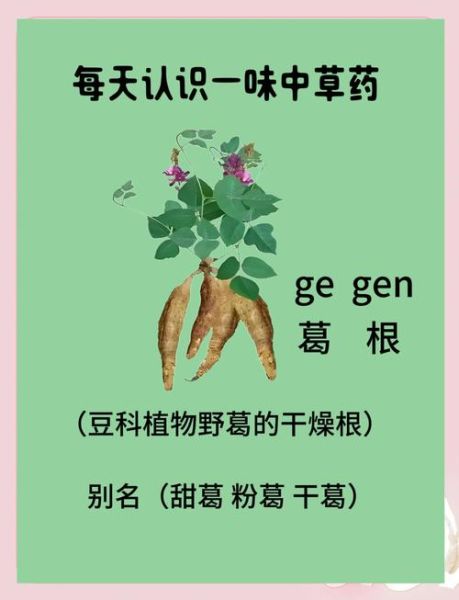 葛根壮阳是真的吗_男人吃葛根能提高性功能吗-第1张图片-山城妙识 葛根壮阳是真的吗_男人吃葛根能提高性功能吗-第1张图片-山城妙识