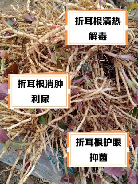 鱼腥草副作用有哪些_鱼腥草禁忌人群-第2张图片-山城妙识 鱼腥草副作用有哪些_鱼腥草禁忌人群-第2张图片-山城妙识