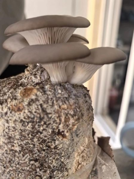 平菇种植技术视频教程_新手如何种出高产平菇-第1张图片-山城妙识