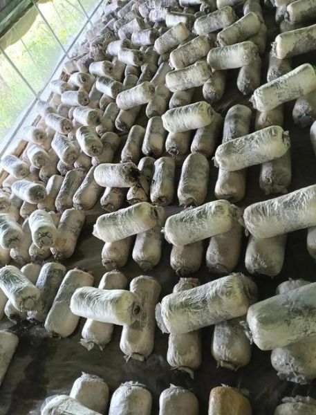 平菇种植技术视频教程_新手如何种出高产平菇-第2张图片-山城妙识