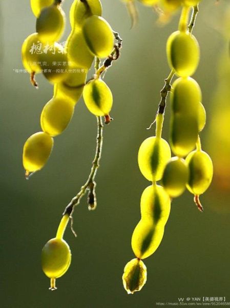 槐花果实图片大全_槐花果实长什么样-第2张图片-山城妙识 槐花果实图片大全_槐花果实长什么样-第2张图片-山城妙识