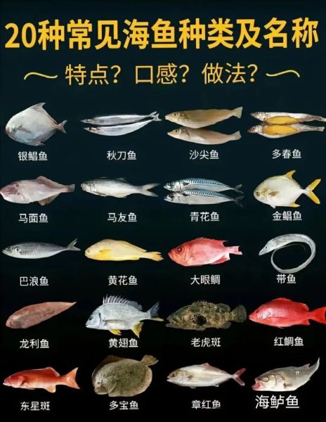 小海鱼种类图片大全_如何快速辨认常见品种-第1张图片-山城妙识 小海鱼种类图片大全_如何快速辨认常见品种-第1张图片-山城妙识