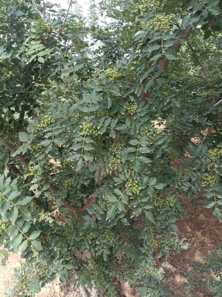 韩城大红袍花椒多少钱一斤_如何辨别真假-第3张图片-山城妙识 韩城大红袍花椒多少钱一斤_如何辨别真假-第3张图片-山城妙识