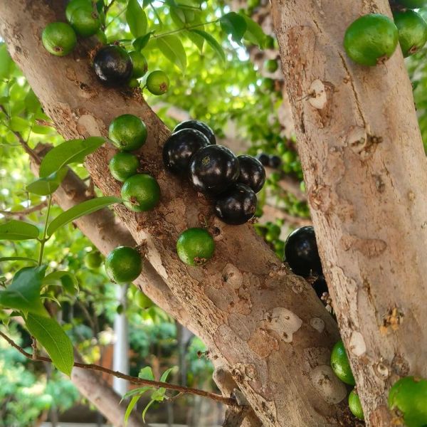 树葡萄图片大全大图_树葡萄和嘉宝果的区别-第1张图片-山城妙识 树葡萄图片大全大图_树葡萄和嘉宝果的区别-第1张图片-山城妙识