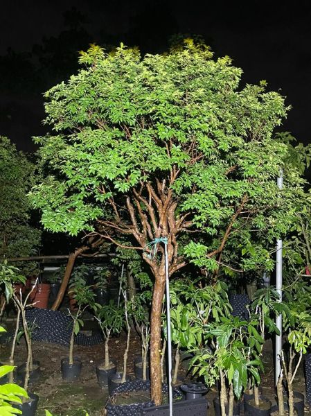 树葡萄图片大全大图_树葡萄和嘉宝果的区别-第3张图片-山城妙识 树葡萄图片大全大图_树葡萄和嘉宝果的区别-第3张图片-山城妙识