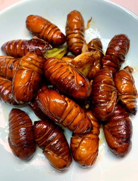 蚕蛹怎么做好吃_蚕蛹最简单的家常做法-第3张图片-山城妙识 蚕蛹怎么做好吃_蚕蛹最简单的家常做法-第3张图片-山城妙识