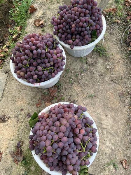 巨峰葡萄产地在哪里_巨峰葡萄哪里最正宗-第2张图片-山城妙识 巨峰葡萄产地在哪里_巨峰葡萄哪里最正宗-第2张图片-山城妙识