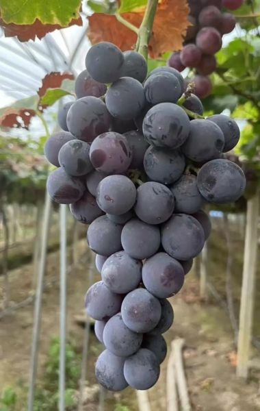 巨峰葡萄产地在哪里_巨峰葡萄哪里最正宗-第1张图片-山城妙识 巨峰葡萄产地在哪里_巨峰葡萄哪里最正宗-第1张图片-山城妙识