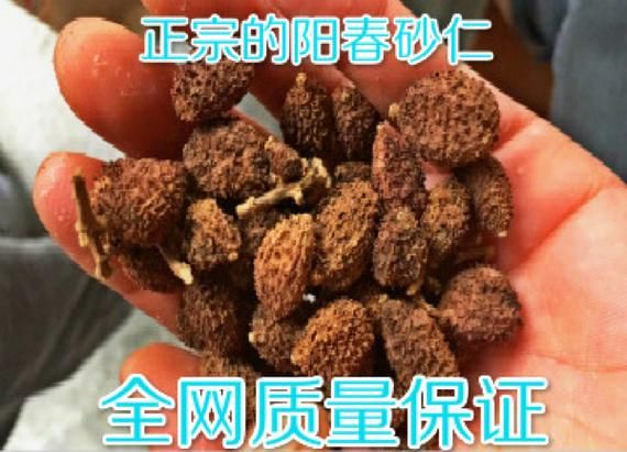 砂仁价格2021最新价格_砂仁多少钱一斤-第1张图片-山城妙识 砂仁价格2021最新价格_砂仁多少钱一斤-第1张图片-山城妙识