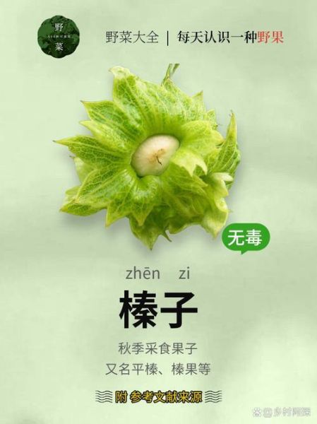 榛子的拼音怎么读_榛子营养价值高吗-第3张图片-山城妙识 榛子的拼音怎么读_榛子营养价值高吗-第3张图片-山城妙识