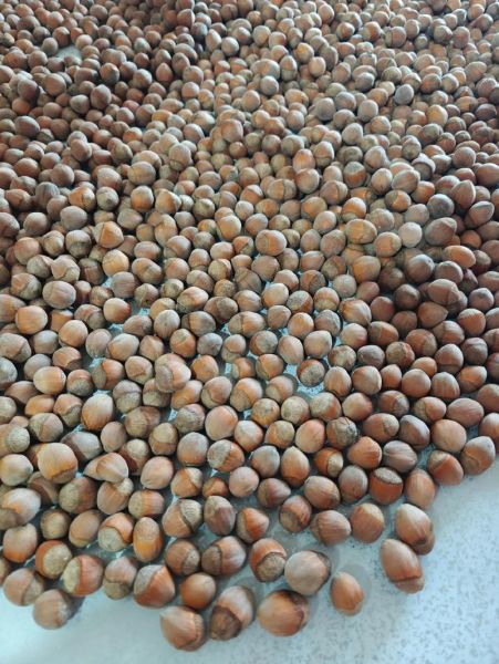 榛子的拼音怎么读_榛子营养价值高吗-第1张图片-山城妙识 榛子的拼音怎么读_榛子营养价值高吗-第1张图片-山城妙识