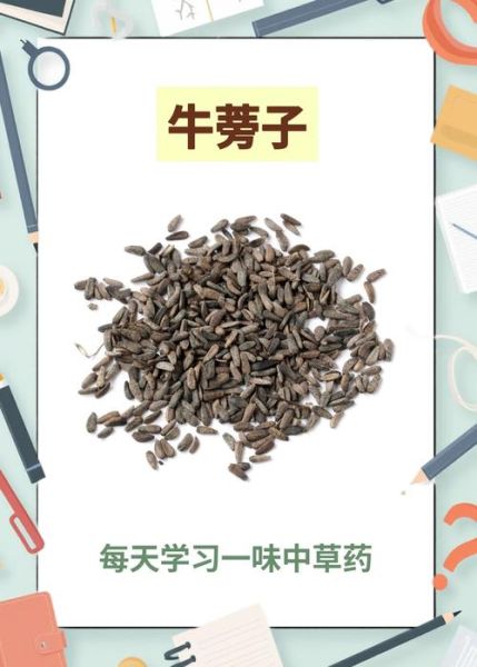 牛蒡子的功效与作用_牛蒡子能长期吃吗-第3张图片-山城妙识