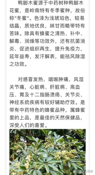 鸭脚木蜜的作用与功效_鸭脚木蜜适合什么人喝-第1张图片-山城妙识 鸭脚木蜜的作用与功效_鸭脚木蜜适合什么人喝-第1张图片-山城妙识