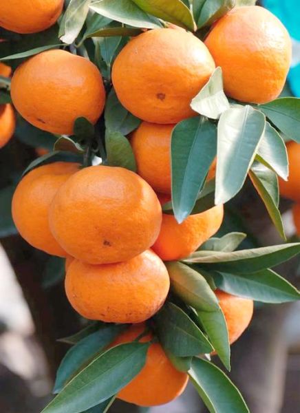 2021最火柑橘品种有哪些_新品种口感如何-第2张图片-山城妙识 2021最火柑橘品种有哪些_新品种口感如何-第2张图片-山城妙识