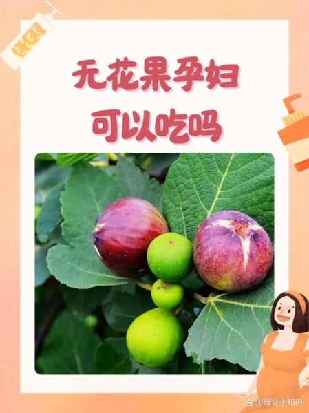 孕妇可以吃无花果吗_无花果对胎儿的好处-第1张图片-山城妙识