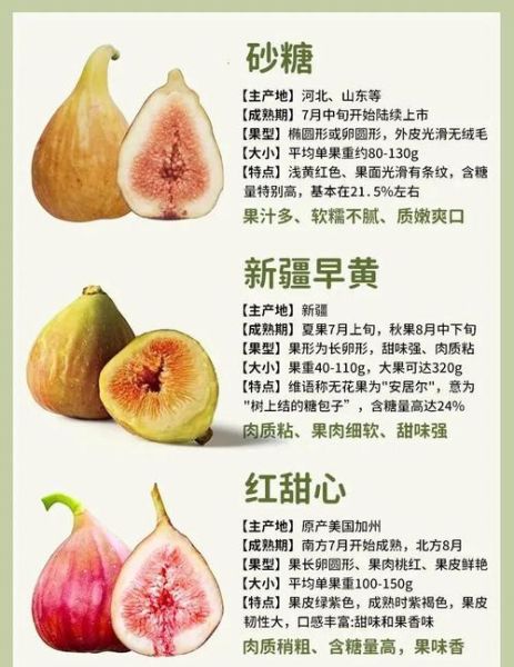 孕妇可以吃无花果吗_无花果对胎儿的好处-第2张图片-山城妙识