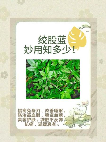 绞股蓝的功效与作用_绞股蓝能治什么病-第2张图片-山城妙识 绞股蓝的功效与作用_绞股蓝能治什么病-第2张图片-山城妙识