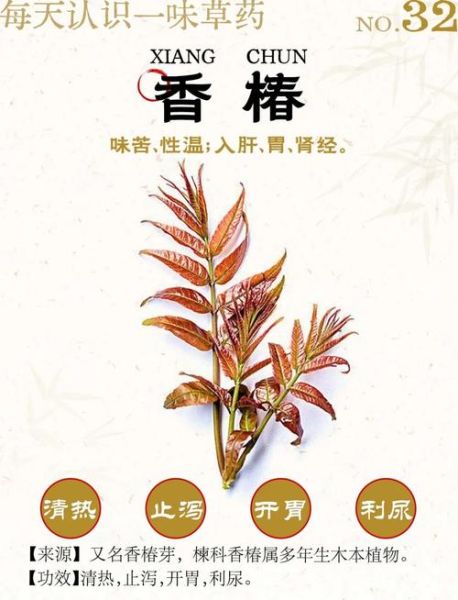 香椿芽的功效与禁忌_什么人不能吃-第3张图片-山城妙识 香椿芽的功效与禁忌_什么人不能吃-第3张图片-山城妙识