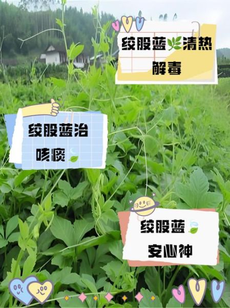 绞股蓝的功效与作用_绞股蓝能治什么病-第3张图片-山城妙识 绞股蓝的功效与作用_绞股蓝能治什么病-第3张图片-山城妙识