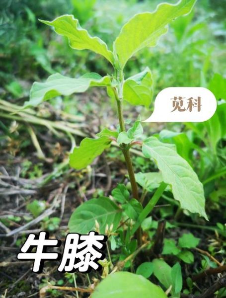牛膝草的功效与作用_牛膝草能治什么病-第2张图片-山城妙识