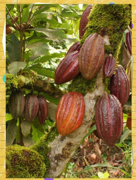 可可豆在哪里生长_可可豆产地气候条件-第1张图片-山城妙识 可可豆在哪里生长_可可豆产地气候条件-第1张图片-山城妙识