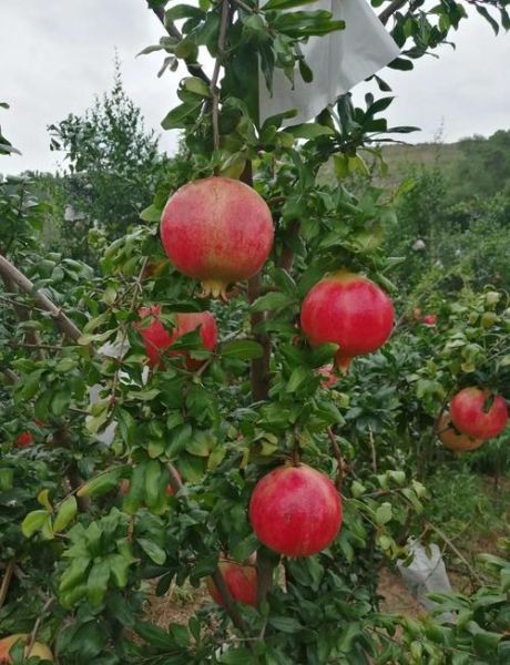 哪里的石榴最好吃_中国石榴最出名产地-第1张图片-山城妙识