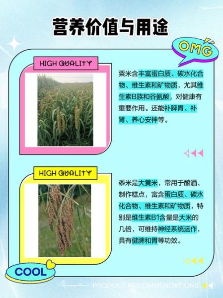 粟米是什么农作物_粟米和小米的区别-第1张图片-山城妙识